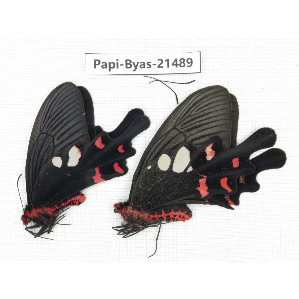 Papi-Byas-21489